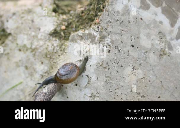 Tanychlamys indica orhorntail snail. It is aspeciesof air breathingland ...