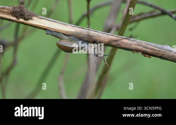 Tanychlamys indica orhorntail snail. It is aspeciesof air breathingland ...