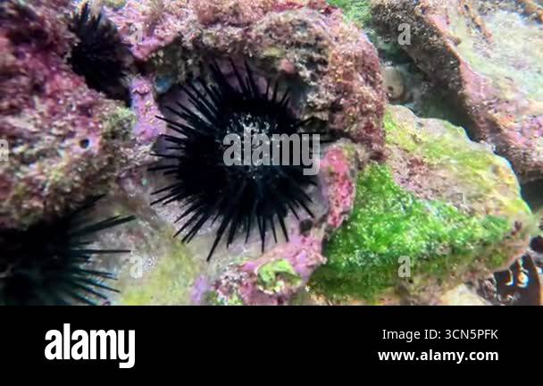 Diadema setosum (Centrechinus setosus, Diadema savignyi, long-spined ...
