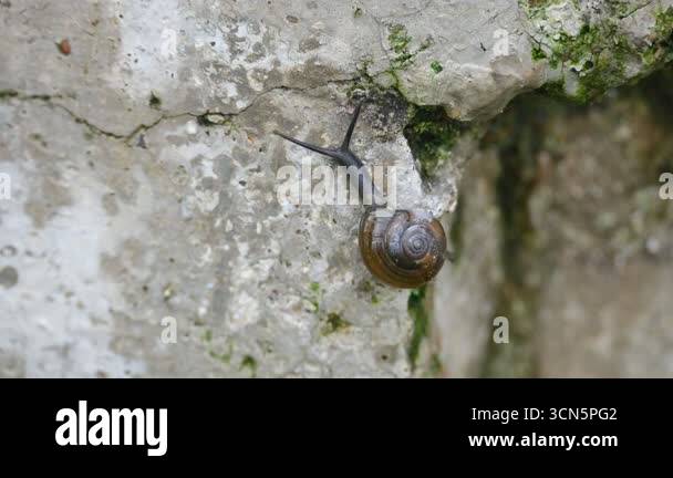 Tanychlamys indica orhorntail snail. It is aspeciesof air breathingland ...