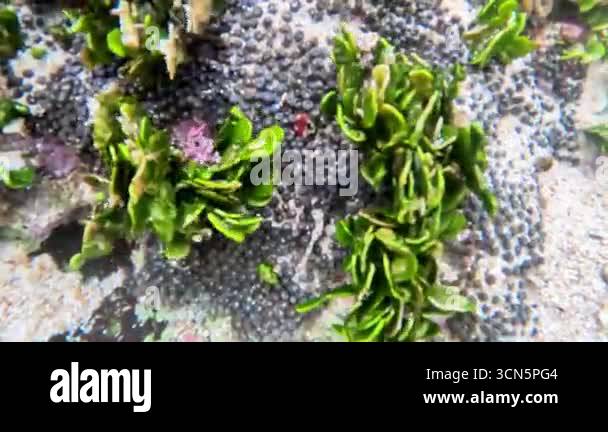 Halimeda discoidea (Money Plant) in the water. Halimeda discoidea is a ...