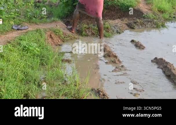 A farmer repairing the bunds of his field.During the monsoon season in ...