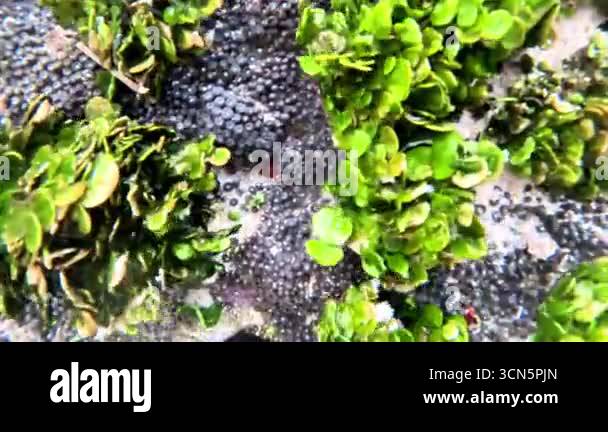 Halimeda algae Stock Videos & Footage - HD and 4K Video Clips - Alamy