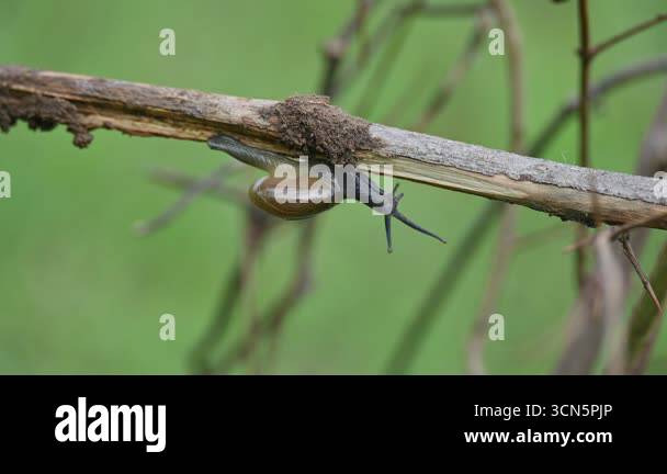 Tanychlamys indica orhorntail snail. It is aspeciesof air breathingland ...