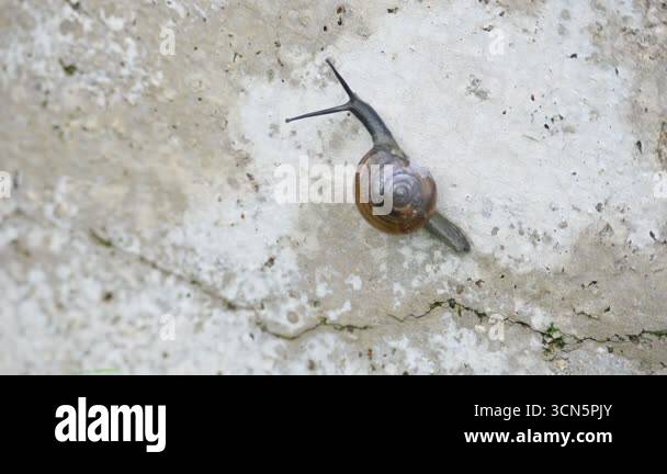 Tanychlamys indica orhorntail snail. It is aspeciesof air breathingland ...