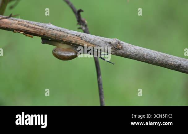 Tanychlamys indica orhorntail snail. It is aspeciesof air breathingland ...