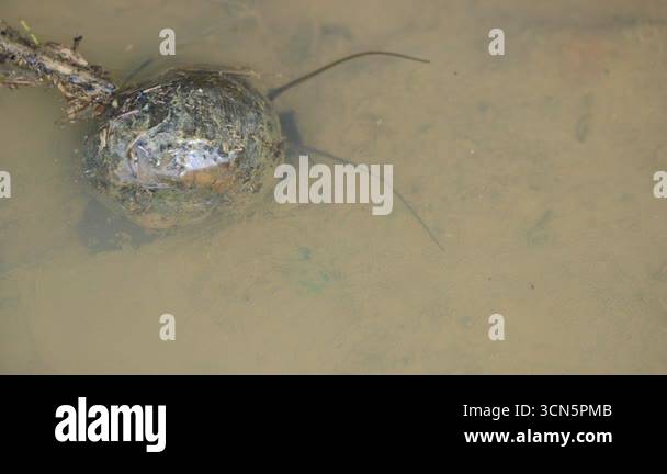 Pomacea canaliculata snail. Other name golden apple snailand channeled ...