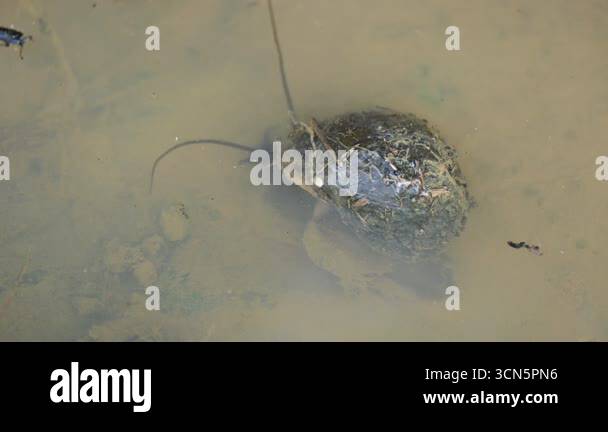 Pomacea canaliculata snail. Other name golden apple snailand channeled ...