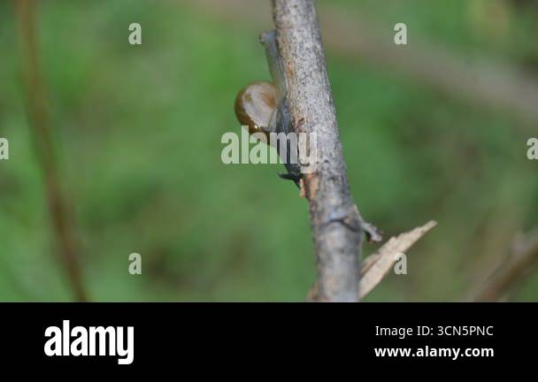 Tanychlamys indica orhorntail snail. It is aspeciesof air breathingland ...