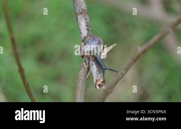 Tanychlamys indica orhorntail snail. It is aspeciesof air breathingland ...