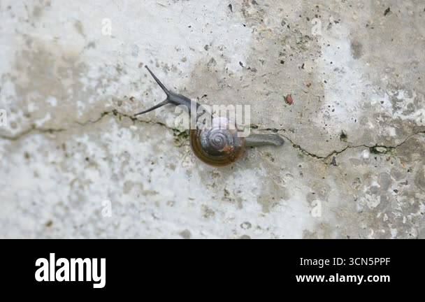 Tanychlamys indica orhorntail snail. It is aspeciesof air breathingland ...