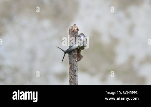Tanychlamys indica orhorntail snail. It is aspeciesof air breathingland ...