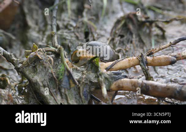 Pomacea canaliculata snail. Other name golden apple snailand channeled ...