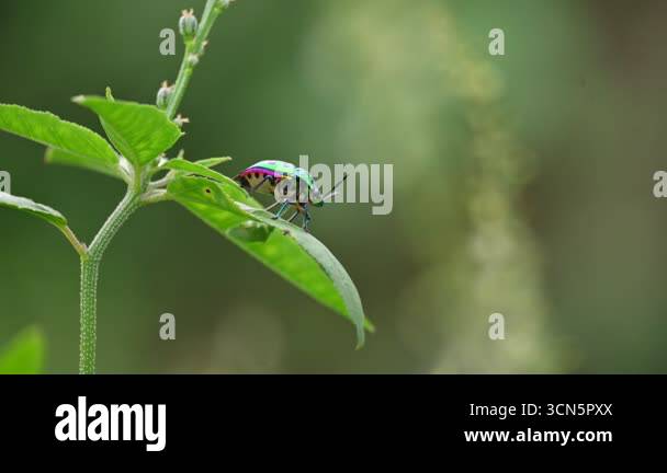 Jewel bugs. Its other names metallic shield bugs and Asian blue jewel ...