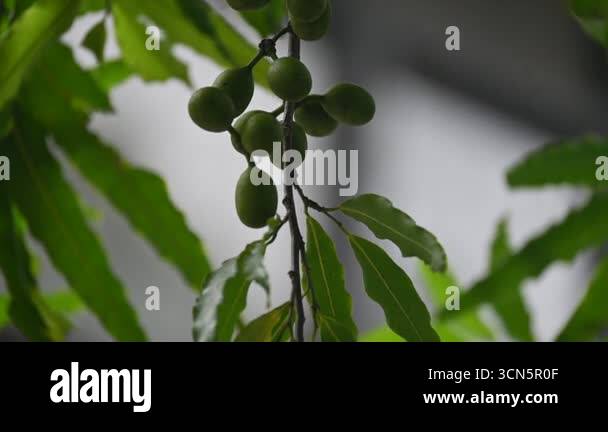 Polyalthia longifolia fruits in the tree. Its tree other names Ashoka ...