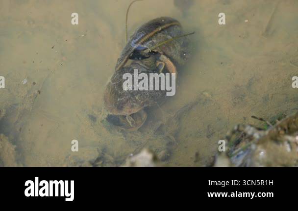 Pomacea canaliculata snail mating. Its common name golden apple ...