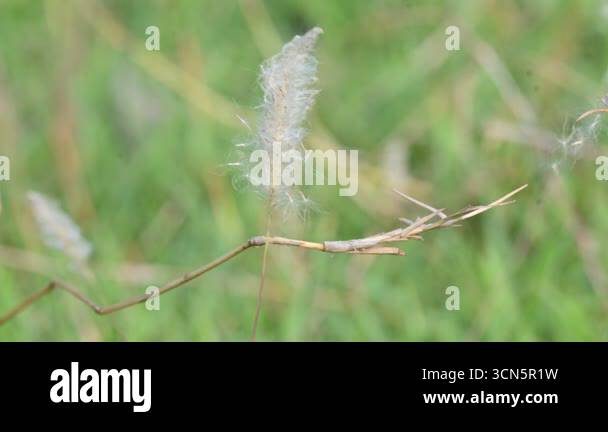 Imperata cylindrica grass. Its common names cogongrass grass andkunai ...