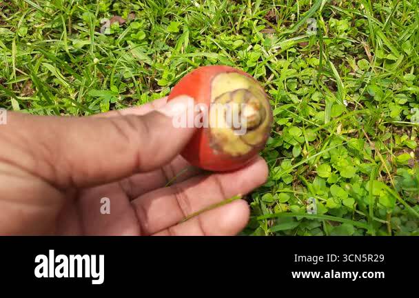 Bactris gasipaes fruits. Its common names Chontaduro fruit and Peach ...