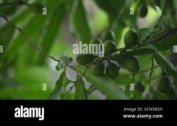 Polyalthia longifolia fruits in the tree. Its tree other names Ashoka ...