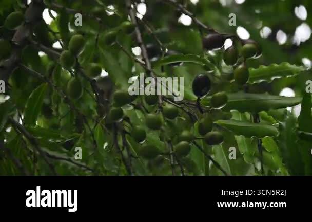 Polyalthia longifolia fruits in the tree. Its tree other names Ashoka ...