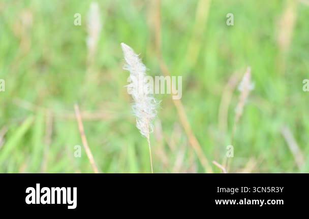 Imperata cylindrica grass. Its common names cogongrass grass andkunai ...
