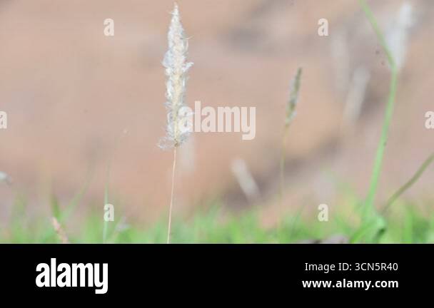 Imperata cylindrica grass. Its common names cogongrass grass andkunai ...