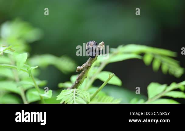 Cryptorhynchus lapathi. It is a species ofweevilnative toEurope.Its ...