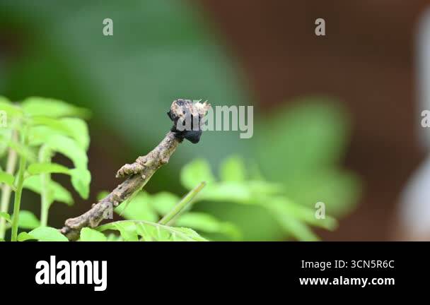 Cryptorhynchus lapathi. It is a species ofweevilnative toEurope.Its ...