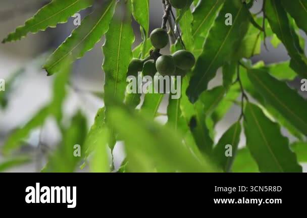 Polyalthia longifolia fruits in the tree. Its tree other names Ashoka ...