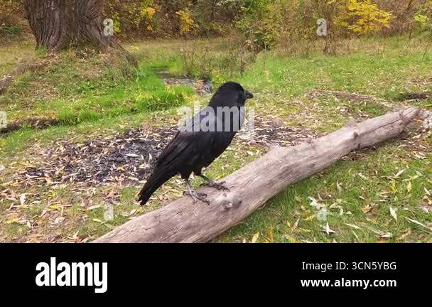 Black raven sitting on a log against the backdrop of a stream in an ...