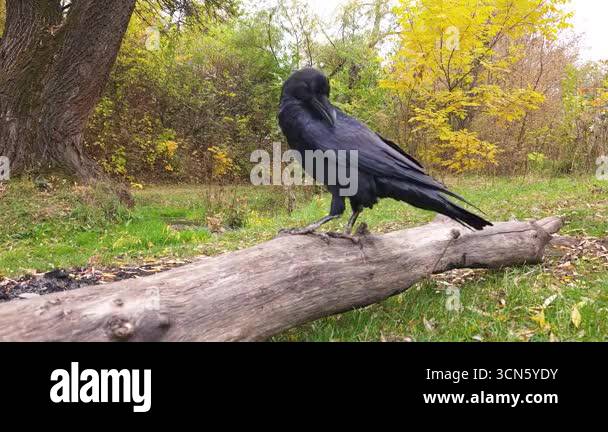 Black raven sitting on a log against the backdrop of a stream in an ...