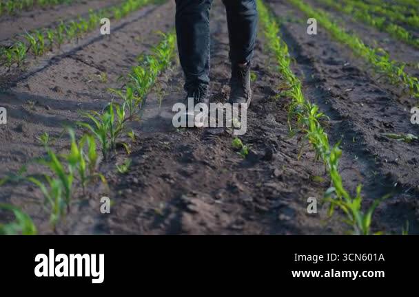 Farmers boots moving carefully between rows of young corn plants ...