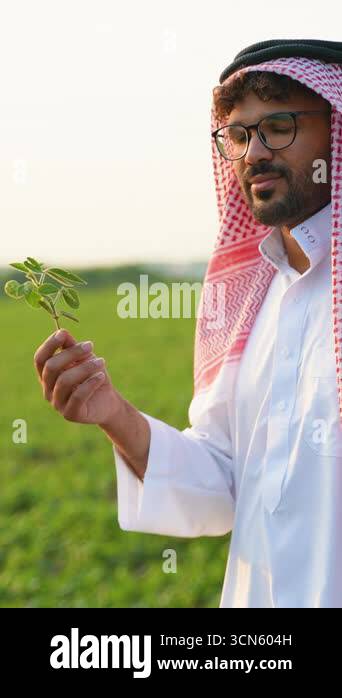 Arab farmer proudly displays a healthy chickpea plant, symbolizing ...