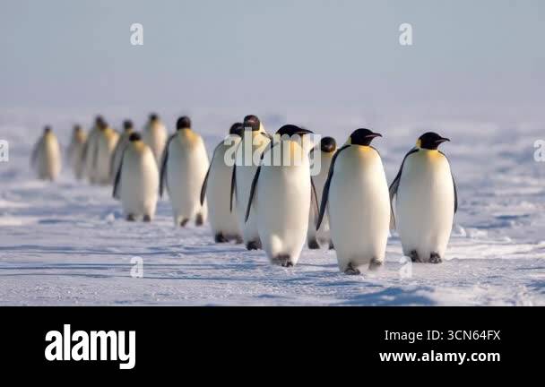 Antarctic emperor penguins march penguins Stock Videos & Footage - HD ...