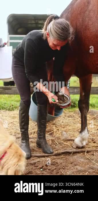 A woman tends to the hooves of a brown horse in a rural New Zealand ...