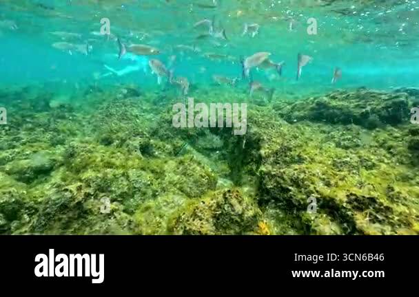 Shoal of fish swimming in shallow water near rocks and algae Stock ...
