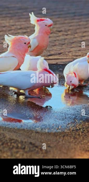 A group of pink cockatoos gathers to drink water from a small puddle in ...