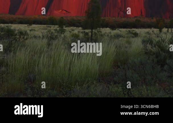 A stunning view of Uluru, also known as Ayers Rock, captured at dusk in ...