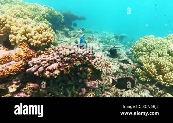 A stunning view of the vibrant and diverse marine life at Australia's ...