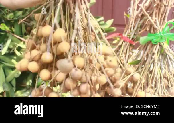 longan harvest in summer Stock Video Footage - Alamy