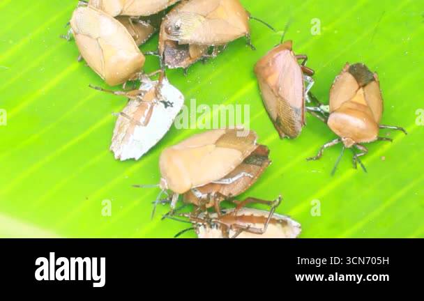 stink bug in basket Stock Video Footage - Alamy