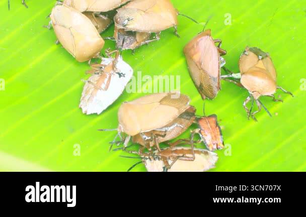 stink bug in basket Stock Video Footage - Alamy