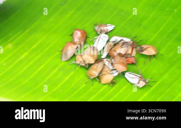 stink bug in basket Stock Video Footage - Alamy
