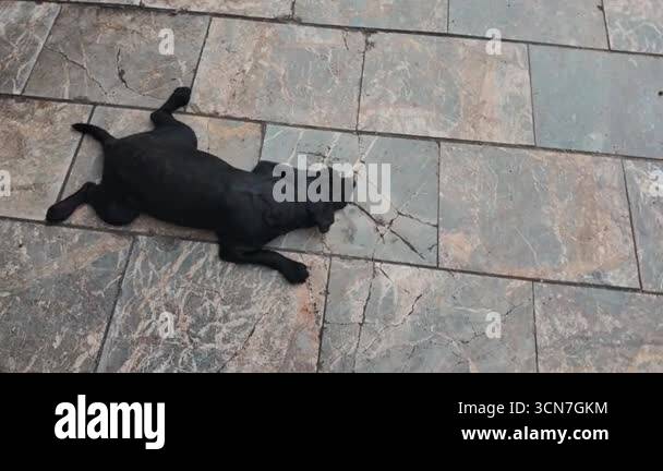 funny lazy dog resting in silly quirky pose, adorable pet napping in ...