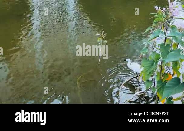 bird drinking and catching fish on lake, wildlife survival and serene ...