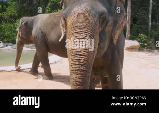 Asian elephant approaching the camera with another bathing in the ...
