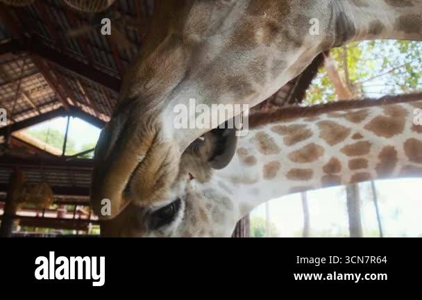 Close up of giraffe interacting with visitors at feeding area in safari ...