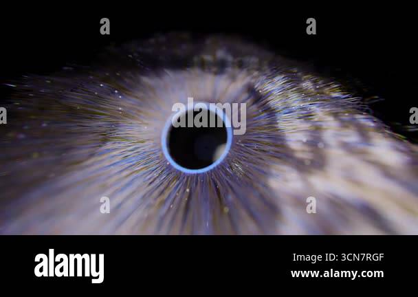 Captivating abstract eye-like vortex animation. Shimmering purple and ...