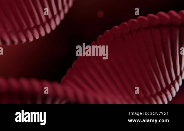 Dynamic animation showcasing multiple intertwined red helix forms ...