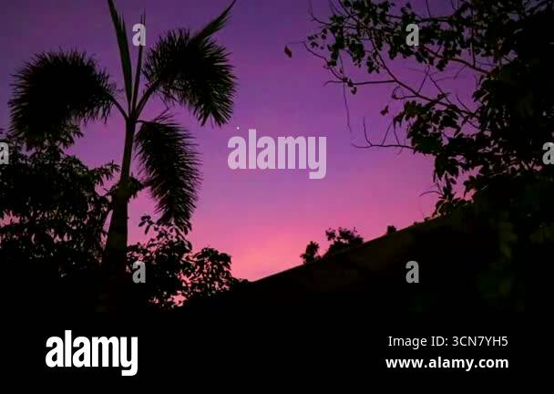 Purple pink night and sunset with stars moon and palm trees tree in Don ...